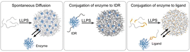 Coacervates as enzymatic microreactors - Chemical Society Reviews (RSC ...