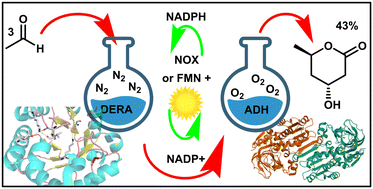 Enzymatic cascade of DERA and ADH for lactone synthesis - Catalysis ...