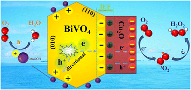 Dual built-in spontaneous electric fields in an S-scheme heterojunction ...