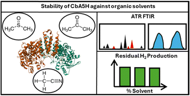The O2-stable [FeFe]-hydrogenase CbA5H reveals high resilience against ...