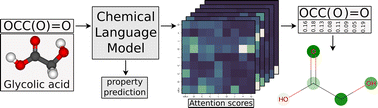What can attribution methods show us about chemical language models ...