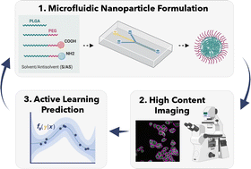 Machine learning-guided high throughput nanoparticle design - Digital ...