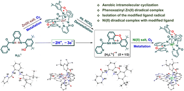 Phenoxazinyl Zn(ii) diradical complex formed via redox-driven ...