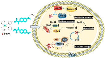 Iridium(iii) complexes conjugated with naproxen exhibit potent anti ...