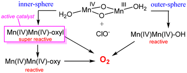 Elucidating the catalytic mechanisms of O2 generation by [Mn2(μ-O)2 ...