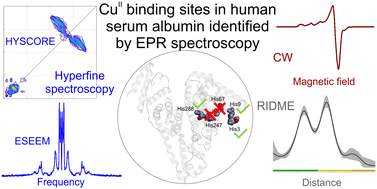 EPR spectroscopic characterisation of native CuII-binding sites in ...