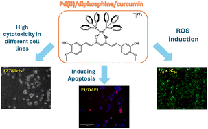 Pd(ii)/diphosphine/curcumin complexes as potential anticancer agents ...