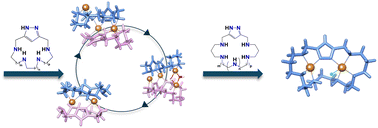 Exo- or endo-1H-pyrazole metal coordination modulated by the polyamine ...