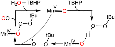 Mechanistic elucidation of O2 production from tBuOOH in water using the ...