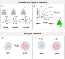 Fluorogenic platinum(iv) complexes as potential predictors for the ...
