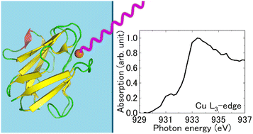 Electronic structures of blue copper centers of amicyanin and azurin in ...