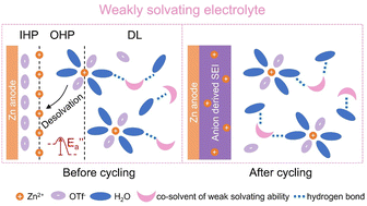 Weakly solvating aqueous-based electrolyte facilitated by a soft co ...
