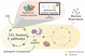 Microbial conversion of CO2 to organic compounds - Energy ...