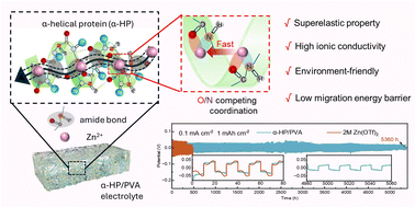 Superelastic hydrogel electrolyte incorporating helical protein ...