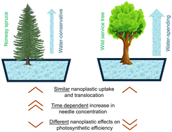 Uptake and physiological impacts of nanoplastics in trees with ...