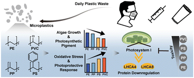 Proteomic insights into composition-dependent effects of microplastics ...