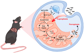 Copper oxide nanoparticles induce cuproptosis and ferroptosis through ...