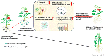 Silica nanoparticles enhance plant disease resistance by modulating the ...