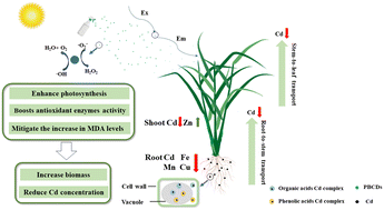 Promoting the growth of rice and reducing the accumulation of Cd in ...
