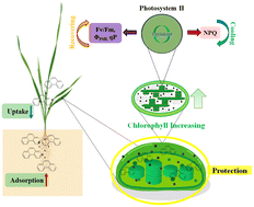 The role of nano-biochar reduces the impact of phenanthrene on wheat ...