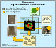 Distribution of sulfidized silver nanoparticles across abiotic and ...