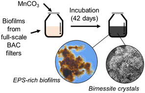 Production of birnessite-type manganese oxides by biofilms from oxygen ...