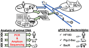 Potential of a mammalian and avian environmental DNA metabarcoding ...