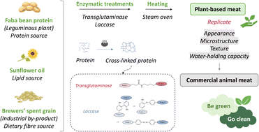 Enhancement of the texture and microstructure of faba bean-based meat analogues with brewers ...
