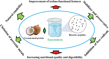 Enzymatic modification of cold pressed coconut meal protein ...