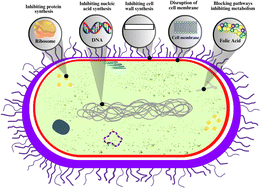 Plant-based edible films and coatings for food-packaging applications ...