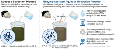 Optimizing alkaline and enzymatic extraction of black bean proteins: a ...