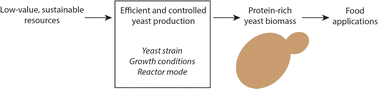 Future production of yeast biomass for sustainable proteins: a critical ...