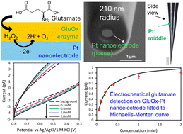 Enzyme-modified Pt nanoelectrodes for glutamate detection - Faraday ...
