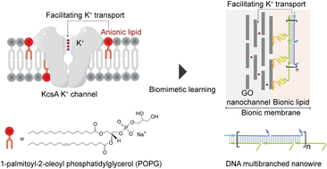 Regulation of transmembrane current through modulation of biomimetic ...