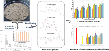 The antioxidant peptides from walnut protein hydrolysates and their ...