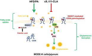 Conjugated linoleic acid (CLA) reduces intestinal fatty acid uptake and ...
