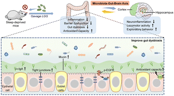 Lacticaseibacillus rhamnosus GG alleviates sleep deprivation-induced ...