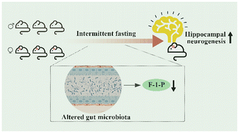 Sex-specific effects of intermittent fasting on hippocampal ...