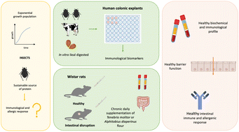Assessing the impact of insect protein sources on intestinal health and ...