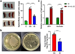Tryptophan metabolites relieve intestinal Candida albicans infection by ...