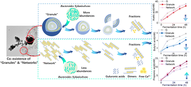 In vitro colon fermentation behaviors of Ca2+ cross-linked guluronic ...