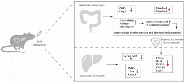 Musculus senhousei peptides alleviated alcoholic liver injury via the gut–liver axis - Food ...