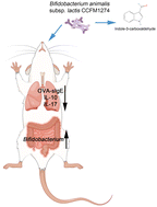 Bifidobacterium animalis subsp. lactis CCFM1274 relieved allergic ...