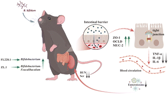 Bifidobacterium bifidum alleviates adenine-induced acute kidney injury ...