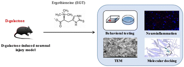 Ergothioneine improves cognitive function by ameliorating mitochondrial ...