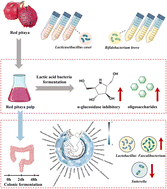 Lacticaseibacillus casei- and Bifidobacterium breve-fermented red ...