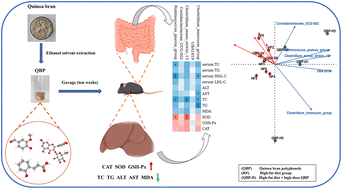 Quinoa bran polyphenol extract attenuates high-fat diet induced non ...