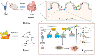 Dietary limonin alleviates Salmonella Typhimurium-induced colitis via ...