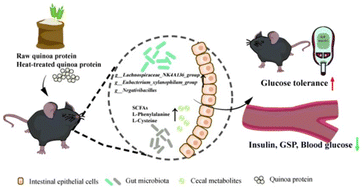 Raw and heat-treated quinoa protein protects against glucose metabolism ...