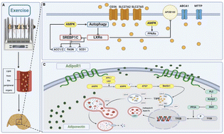 Exercise-promoted adiponectin secretion activates autolysosomes to ...